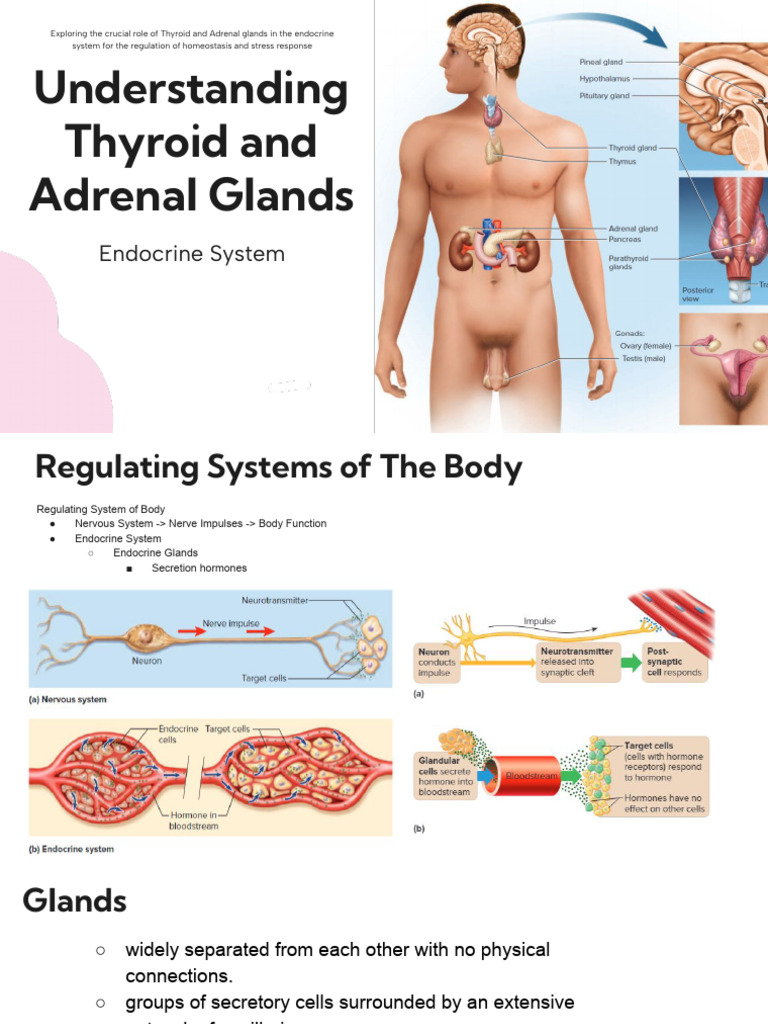 Thyroid and Adrenal Gland | PDF | Thyroid | Angiotensin