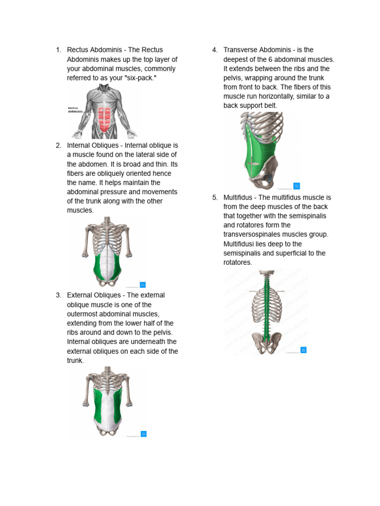 Muscles of The Dead Bug Exercise | PDF