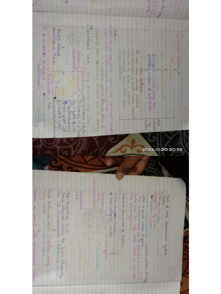 Human reproduction class 12 notes | PDF