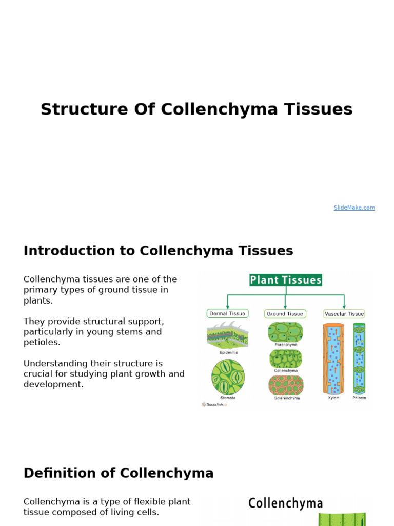 Structure Of Collenchyma Tissues | PDF | Tissue (Biology) | Leaf