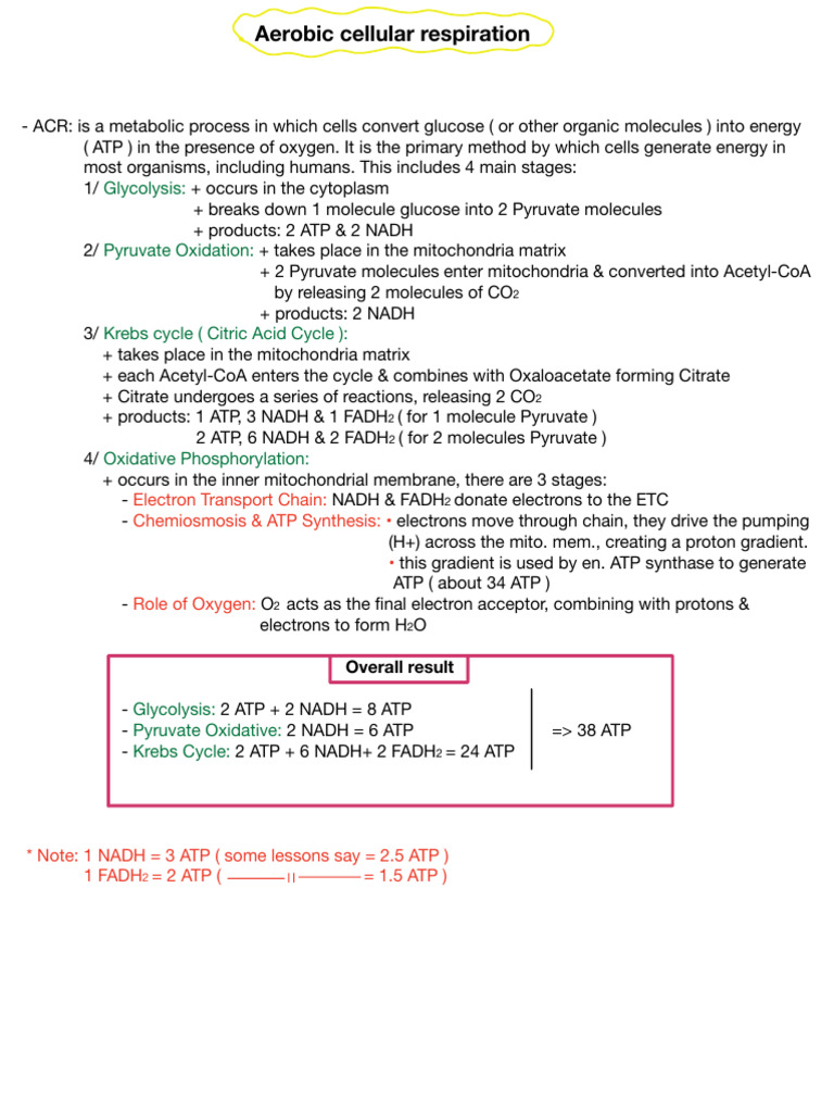 Aerobic Cellular Respiration | PDF