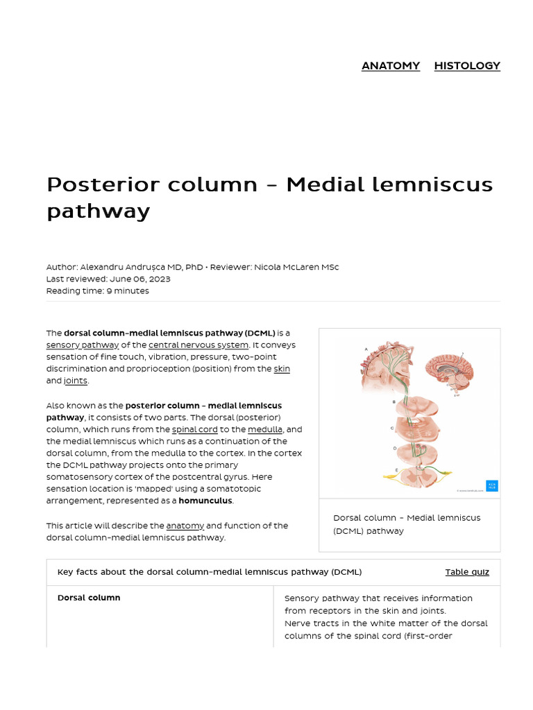 Dorsal Column-Medial Lemniscus (DCML) Pathway - Anatomy - Kenhub | PDF ...