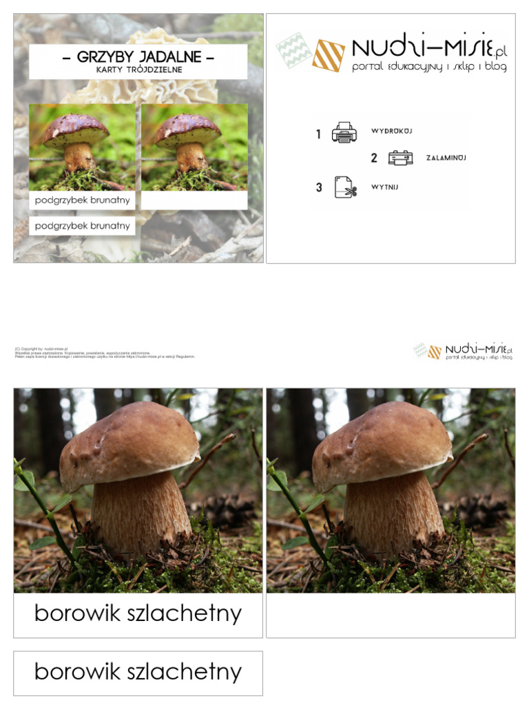 8 - Grzyby Jadalne | PDF