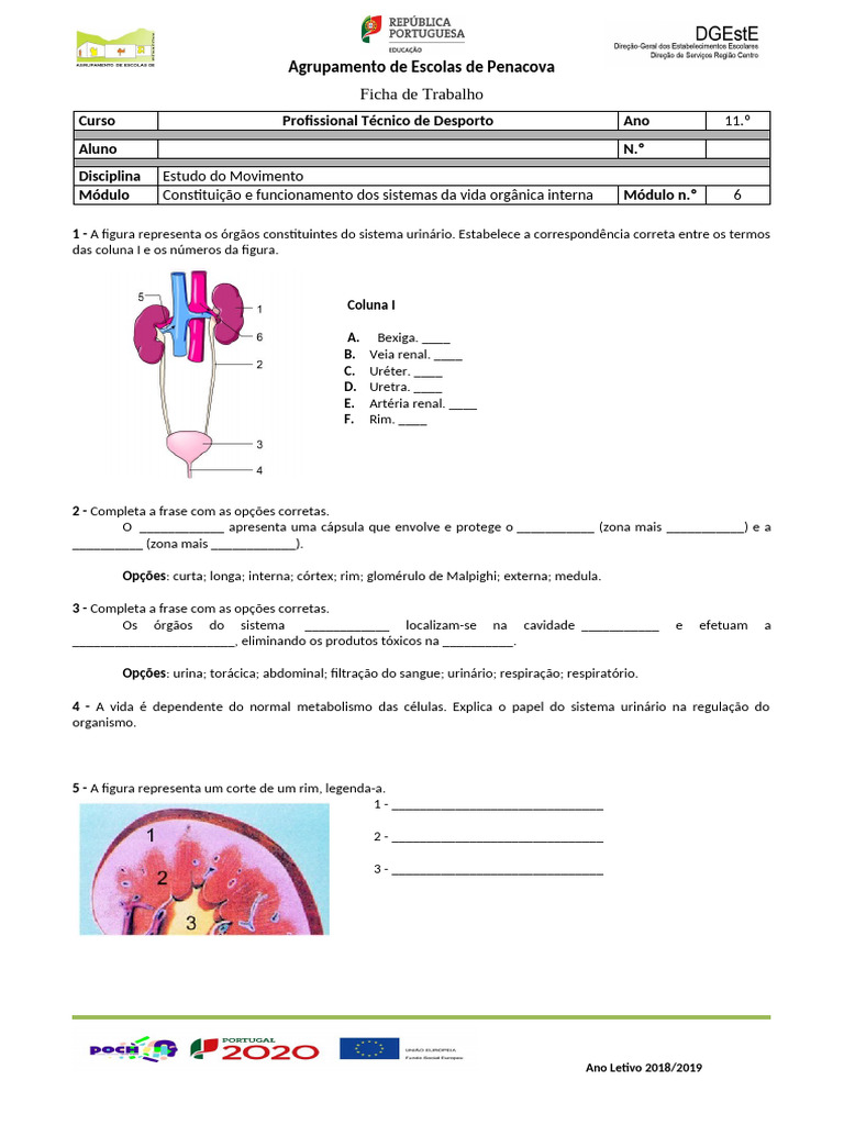 Ficha de Trabalho - Sistema Urinário | PDF | Rim | Sistema urinário