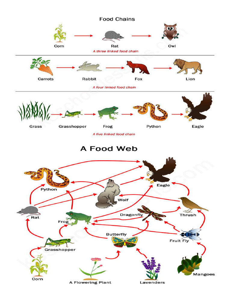 Food Chain and Food Web PDF | PDF