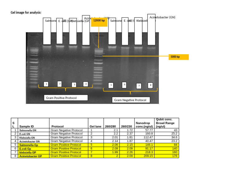 Gel Image For Analysis | PDF