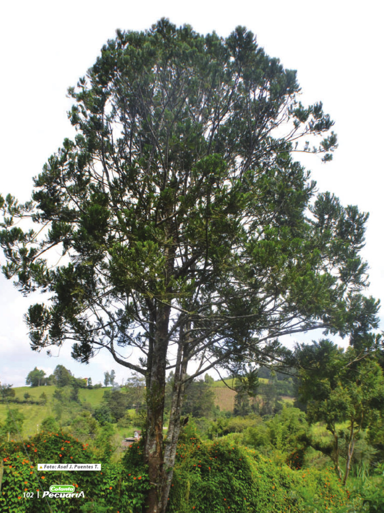 102-108.pino Romeron-Rey de Los Bosques Nublados | PDF | Pino | Arboles
