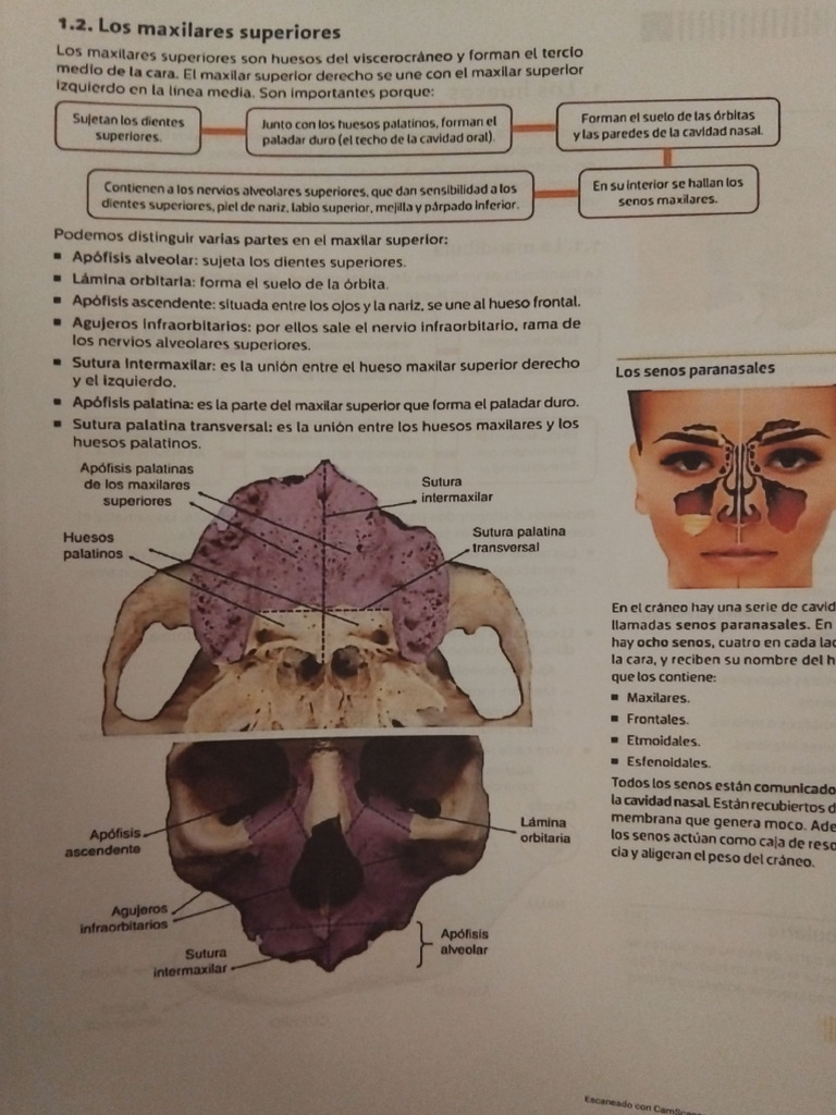 Maz | PDF