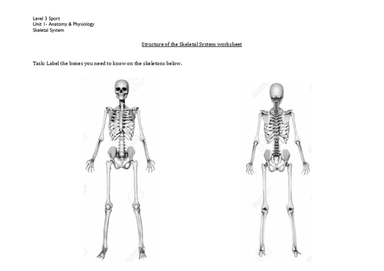 Skeletal System Labeling Worksheet | PDF