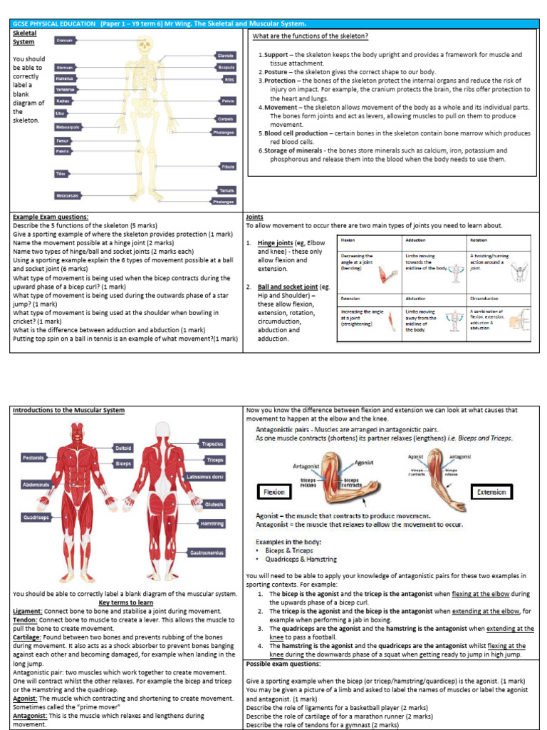Year 10 Term 1 Skeletal and Muscular System | PDF | Anatomical Terms Of ...