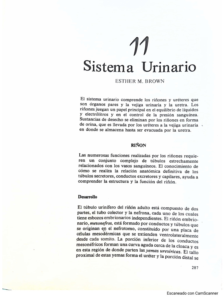 Sistema Urinario | PDF