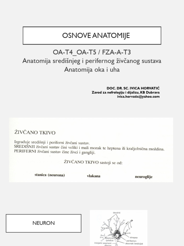 Osnove Anatomije: OA-T4 - OA-T5 / FZA-A-T3 Anatomija Središnjeg I Perifernog Živčanog Sustava ...