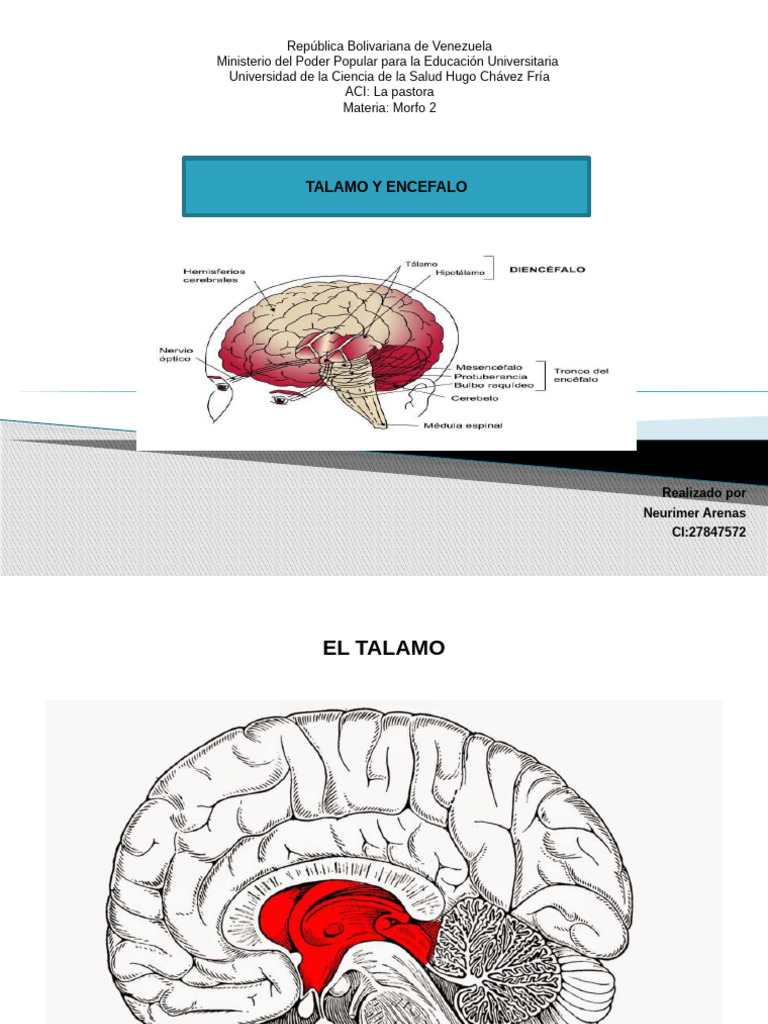 Talamo y Encefalo Neurimar | PDF