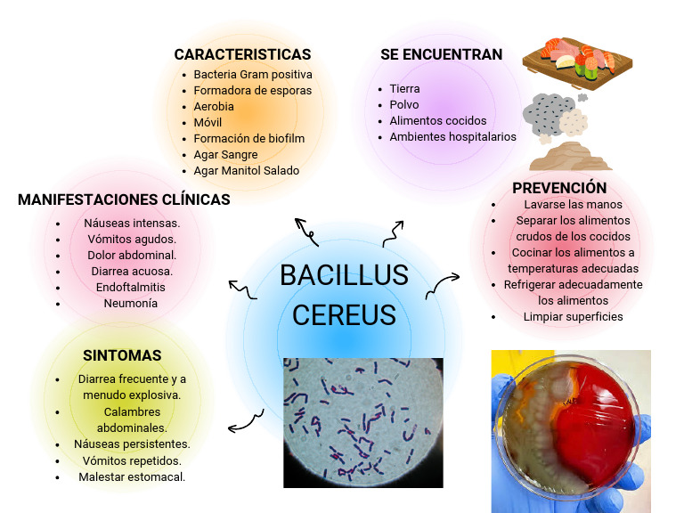 Bacillus cereus: Síntomas y Prevención | PDF