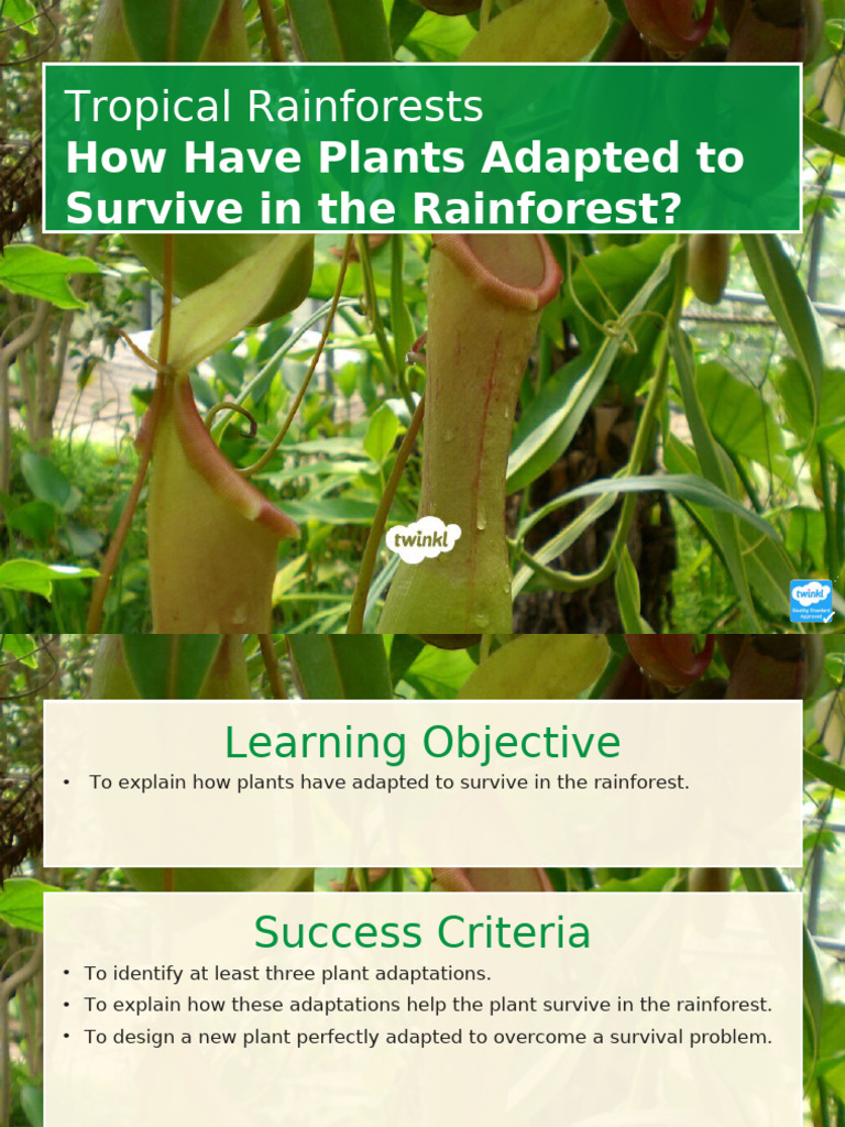 t3 G 109 Rainforest Plant Adaptations Powerpoint Ver 2 | PDF | Trees ...