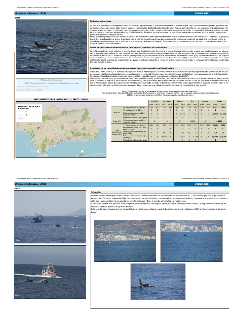 Oricinus Orca | PDF