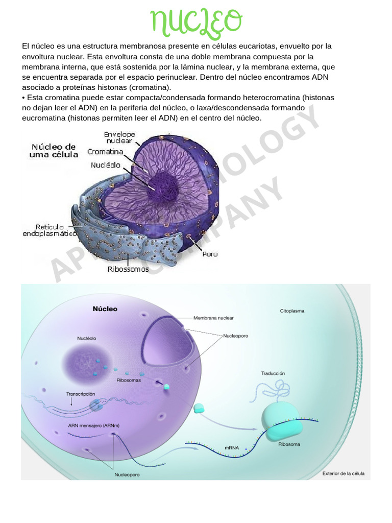 Nucleo .PDF | PDF | Nucleo celular | Cromatina