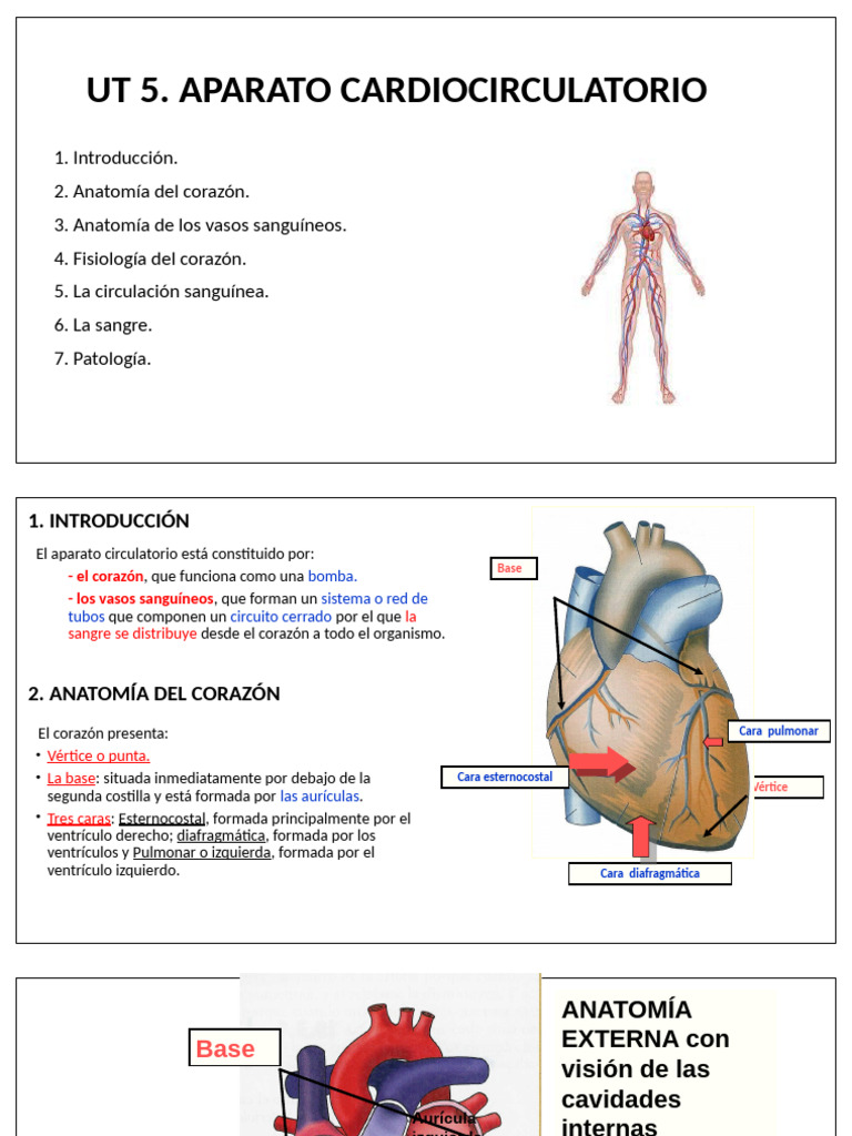 Anatomía del Aparato Cardiocirculatorio | PDF | Sistema circulatorio ...