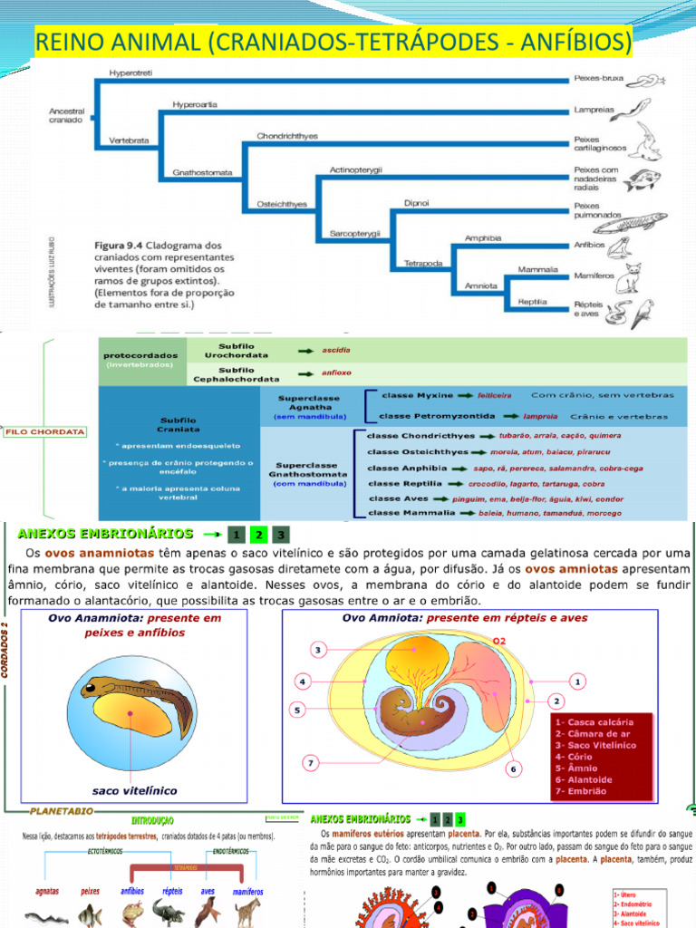 Reino Animal Craniados Tetrápodes (Anfíbios) | PDF
