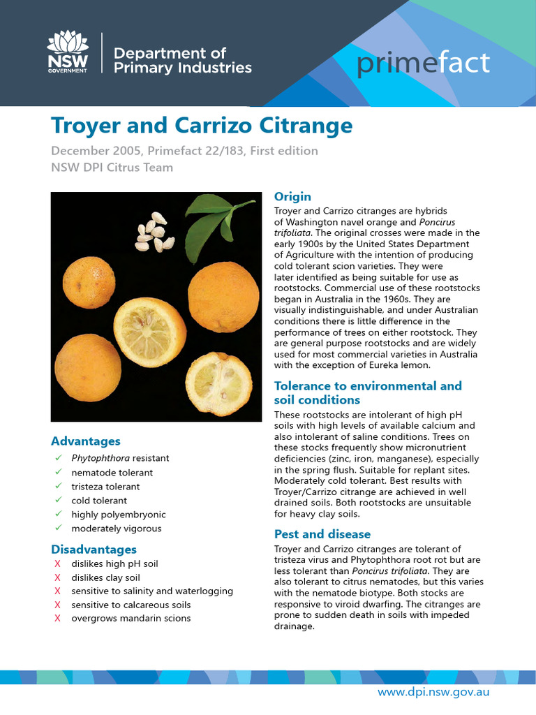 Troyer and Carrizo Citrange | PDF | Orange (Fruit) | Botany