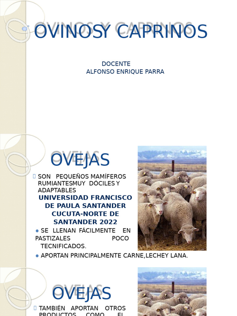 Ovinos y Caprinos 2.024-2 | PDF | Oveja | Cabra