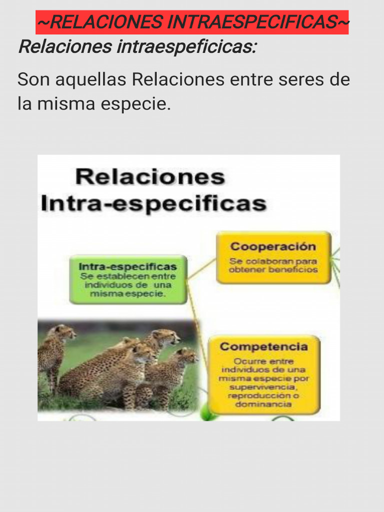 Relaciones Intra e Inter - 241017 - 001736 | PDF