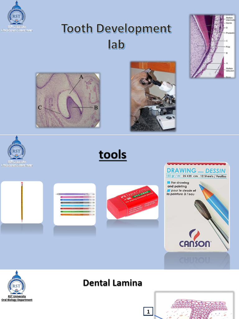 A.TD_lab rst, edited | PDF | Animal Anatomy | Tooth