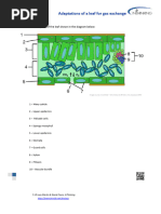 Adaptations of The Leaf For Photosynthesis and Gaseous Exchange | PDF ...