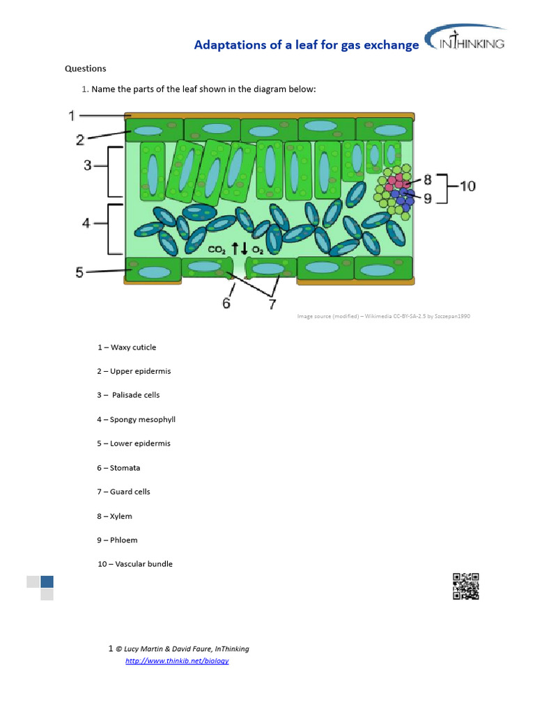 Leaf Structures and Questionaire | PDF | Stoma | Leaf