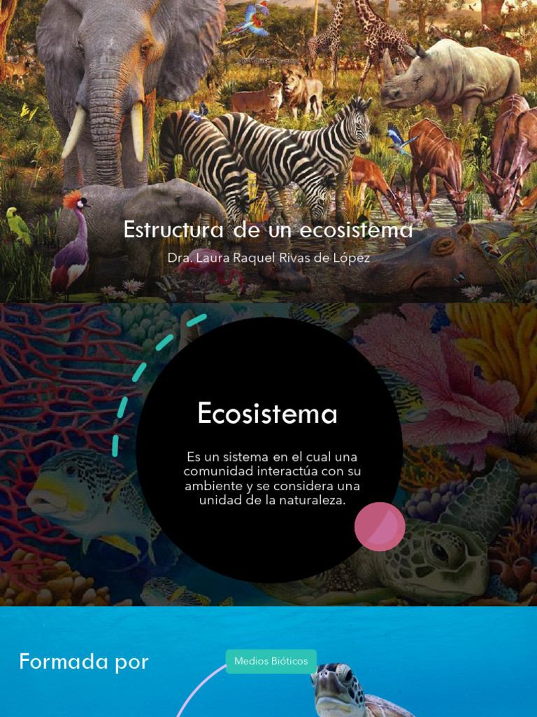 Estructura de Un Ecosistema | PDF | Ecosistema | Plantas