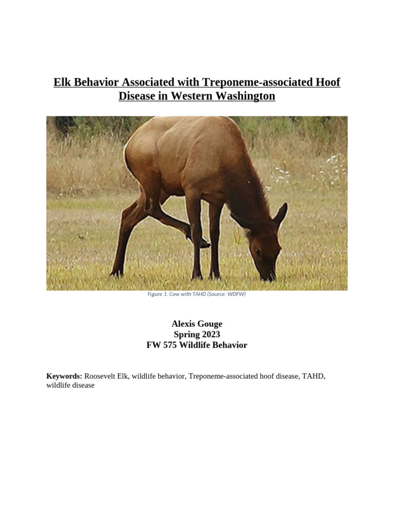 Gouge. Final Draft Observation Assg. | PDF | Elk | Standard Error
