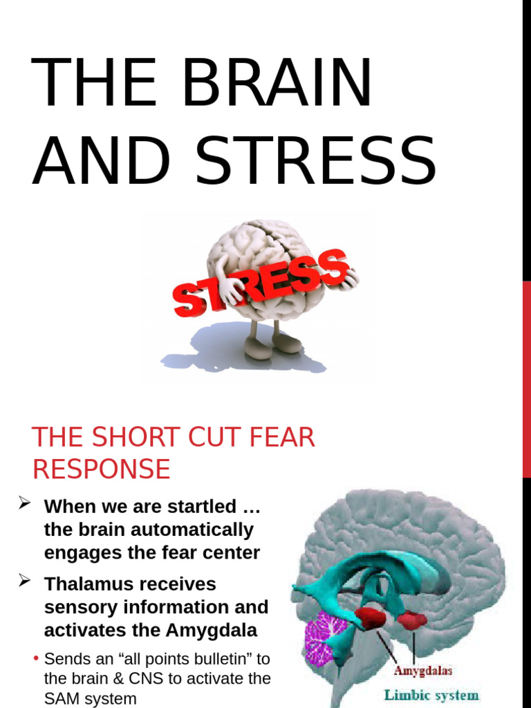 Brain Stress Response Explained | PDF