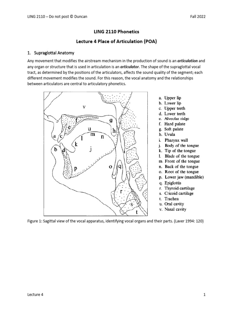 LING 2110 Lecture 4 Handout | PDF | Phonetics | Human Voice