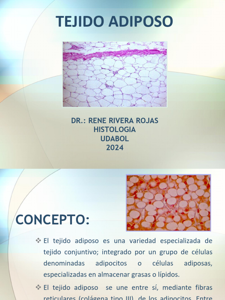 Tejido Adiposo | PDF | Tejido adiposo | Citoplasma