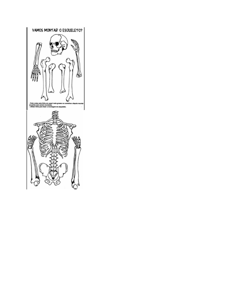 esqueleto | PDF