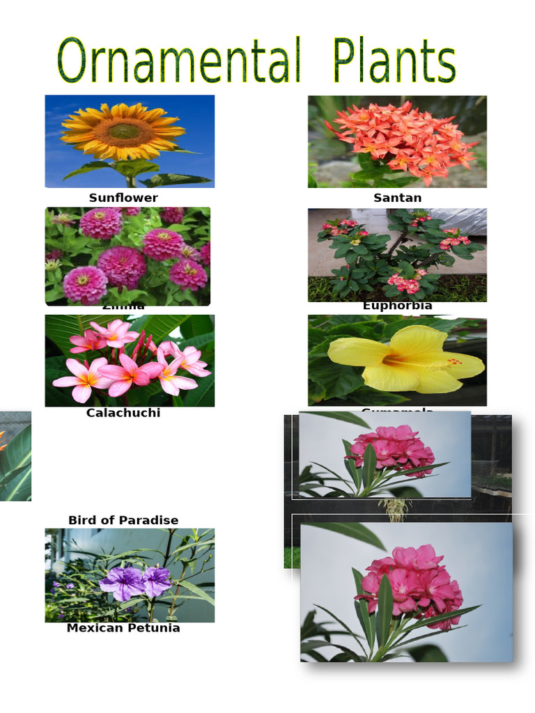 Ornamental Plants | PDF | Home & Garden