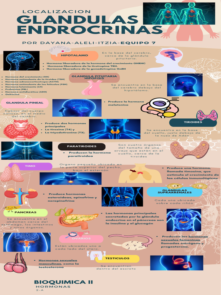 infografia glándulas endocrinas | PDF | Hormona estimulante de la tiroides | Hormona