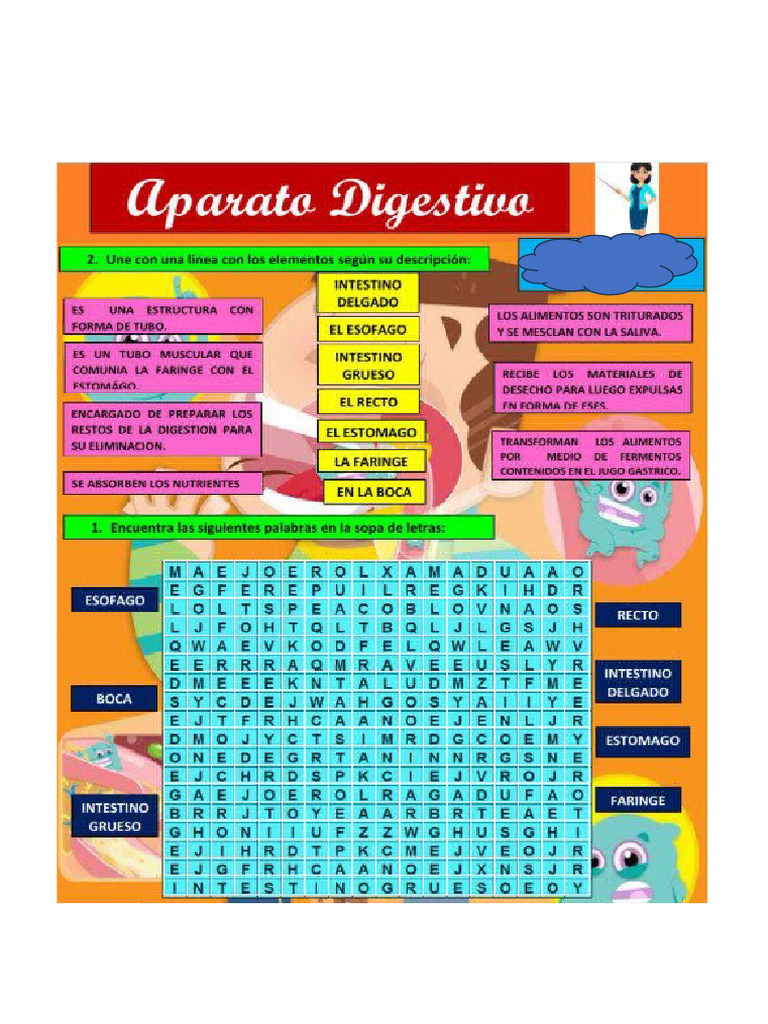 Actividades - Ciencias Naturales - Aparato Digestivo | PDF