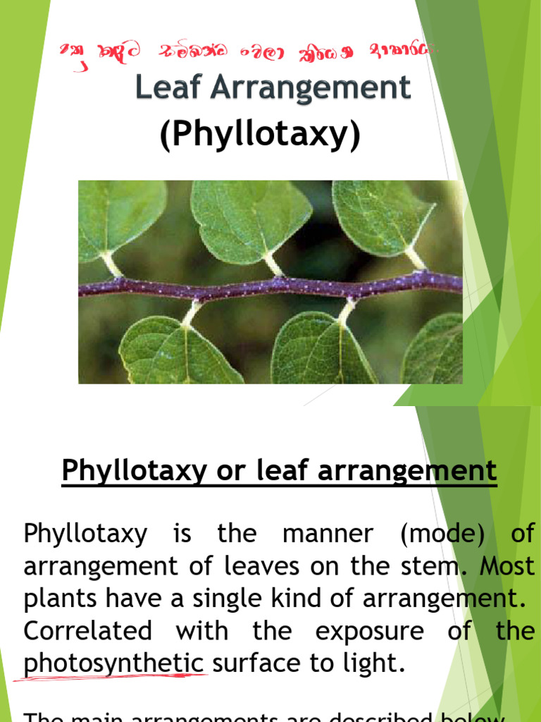 Leaf Arrangements 1 | PDF