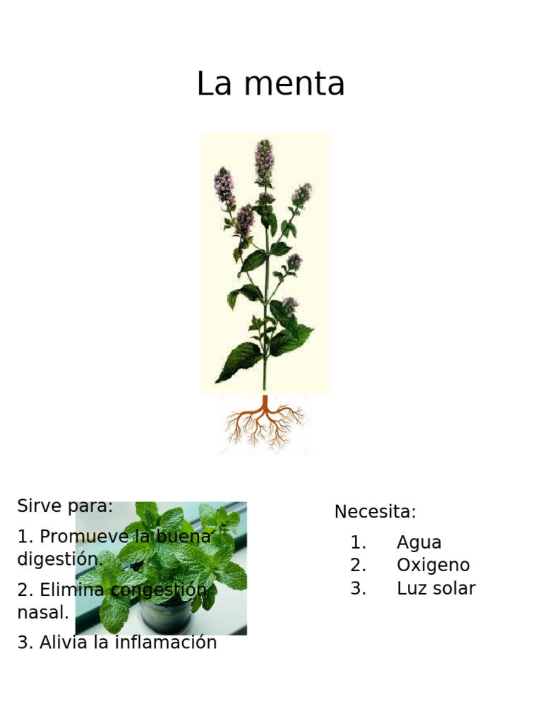 INFOGRAFIA DE LA MENTA | PDF