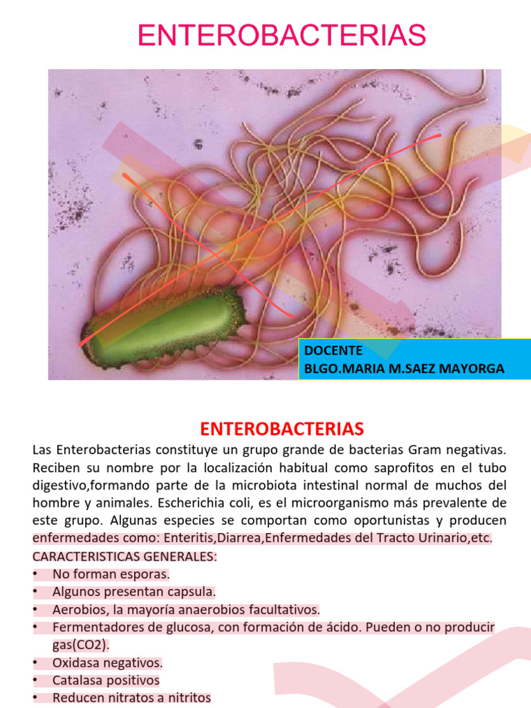 ENTEROBACTERIAS | PDF | Diarrea | Escherichia coli