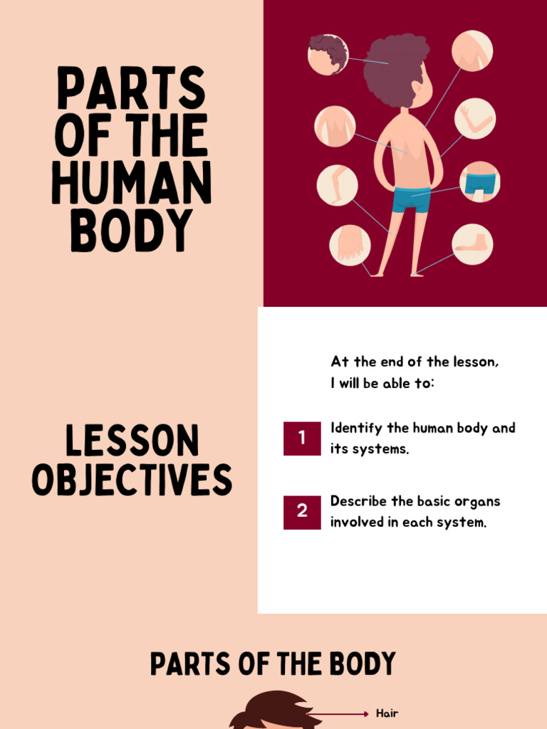 Parts of the Human Body (Presentation) | PDF | Digestion | Anatomy
