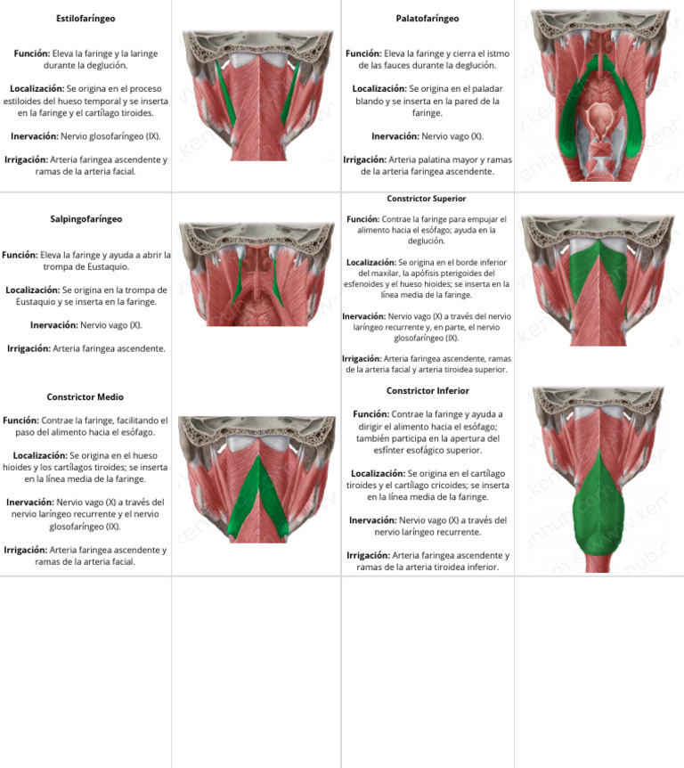 Músculos de La Faringe | PDF | Sistema digestivo | Otorrinolaringología