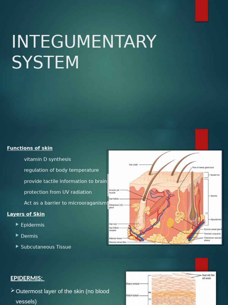 Integumentary System | PDF | Integumentary System | Epidermis