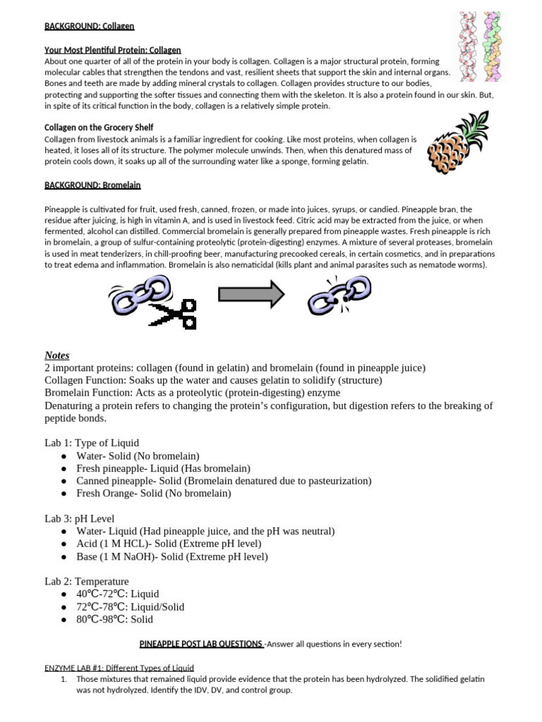 LAB - Pineapple - Enzymes - Questions - 2025 | PDF | Gelatin | Enzyme
