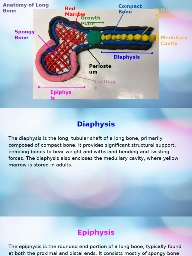 Modeling - Structure of A Long Bone | PDF | Bone | Bone Marrow
