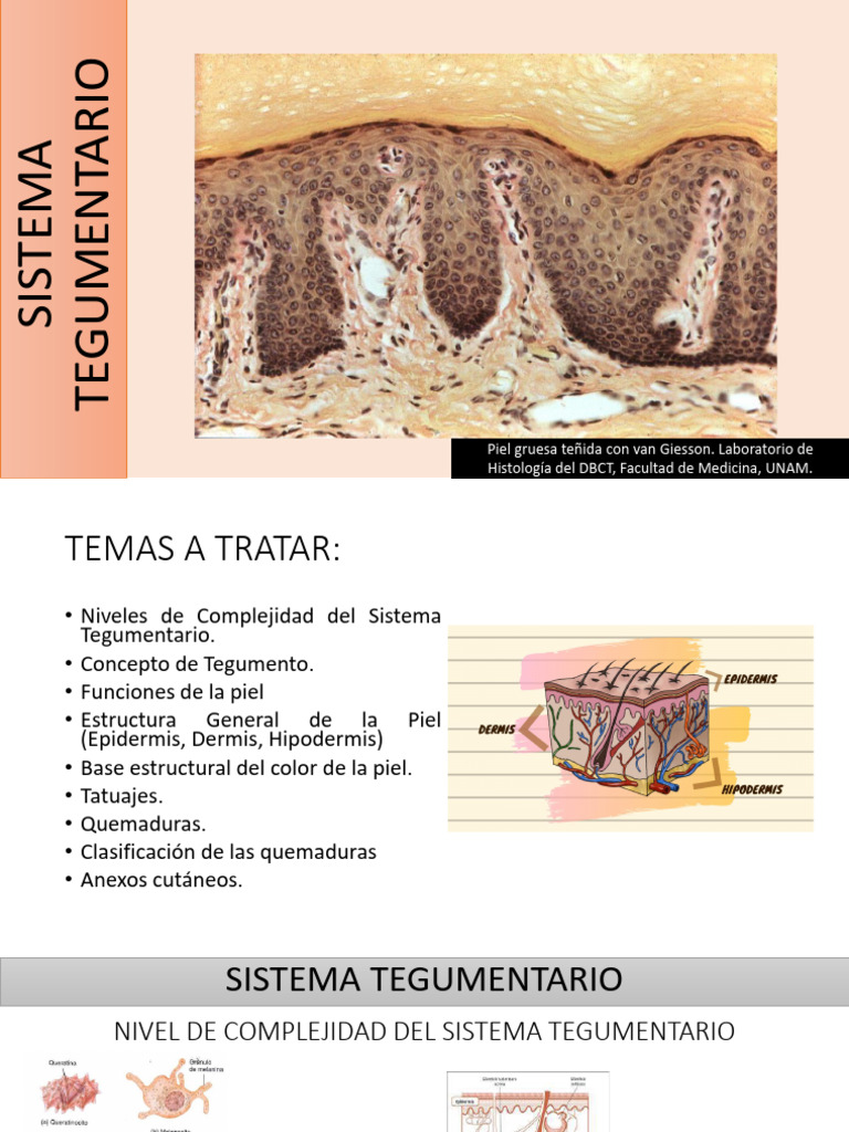 05 Sistema Tegumentario | PDF | Piel | Sistema tegumentario