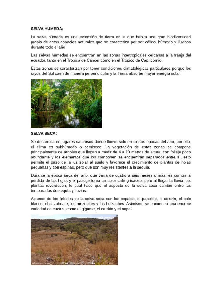 SELVA HUMEDA | PDF | Valle | Meseta