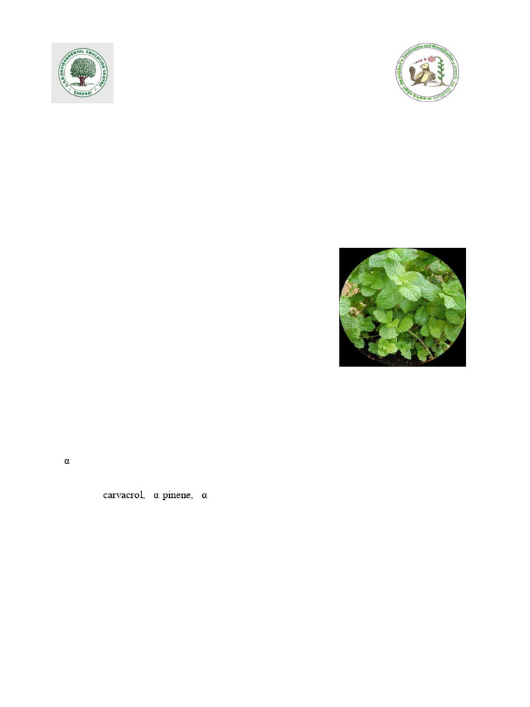 2024 September Green Rameshwaram -3 | PDF | Mentha