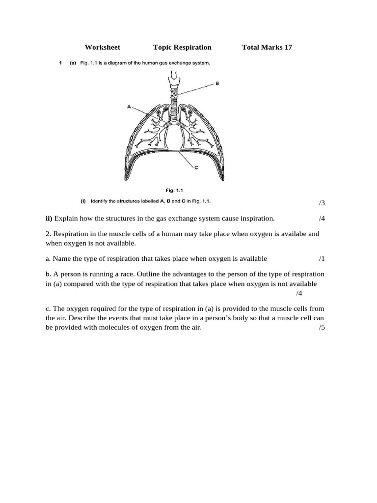 Worksheet Respiration | PDF